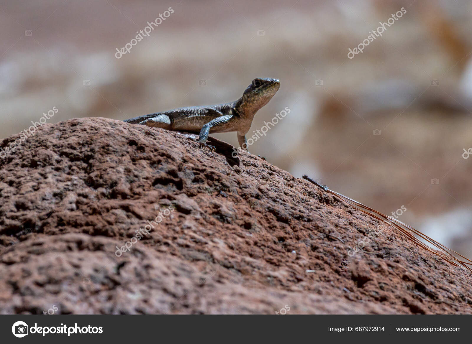Lizard Typical Brazilian Biome Cerrado Also Know Calango Largatixa ...