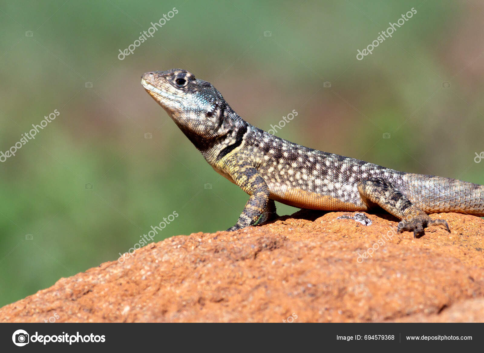 Lizard Typical Brazilian Biome Cerrado Also Know Calango Largatixa ...