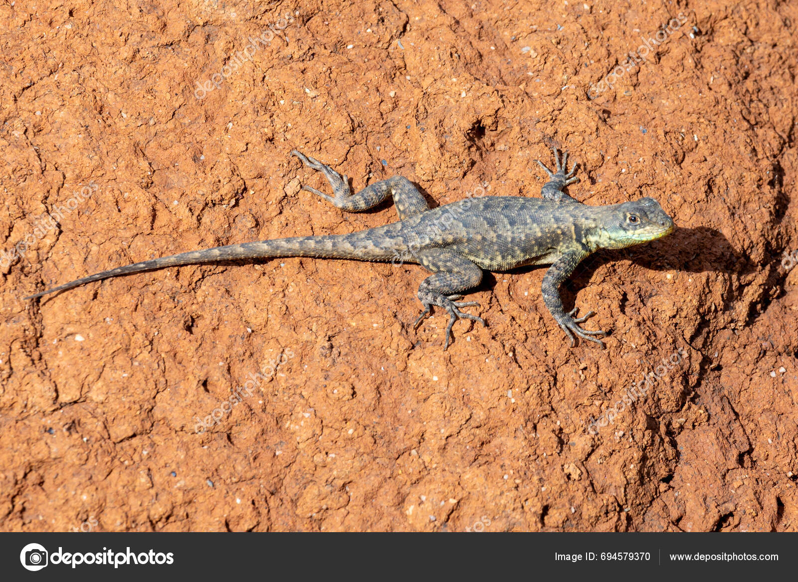 Lizard Typical Brazilian Biome Cerrado Also Know Calango Largatixa ...
