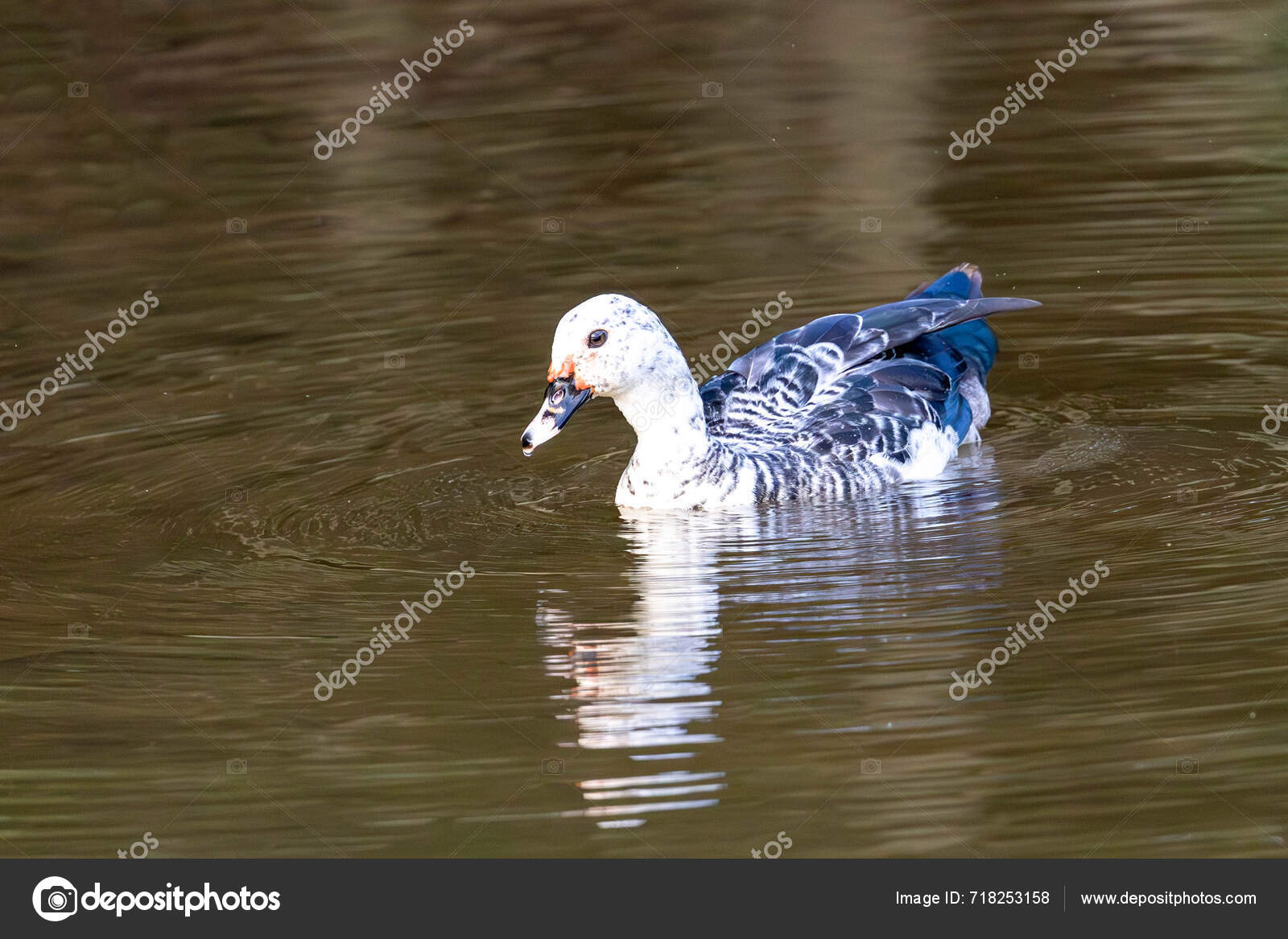 Muscovy Duck Also Knows Pato Mato Swiming Lake Species Cairina — Stock ...