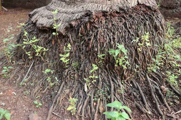 Ashoka tree Stock Photos, Royalty Free Ashoka tree Images | Depositphotos