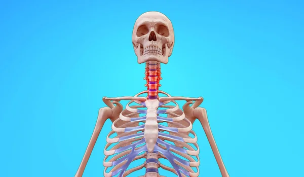 Human Skeleton Pain Cervical Region Spine — Stock Photo © benivegas ...