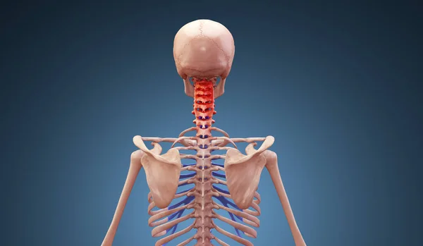 Human Skeleton Pain Cervical Region Spine — Stock Photo © benivegas ...