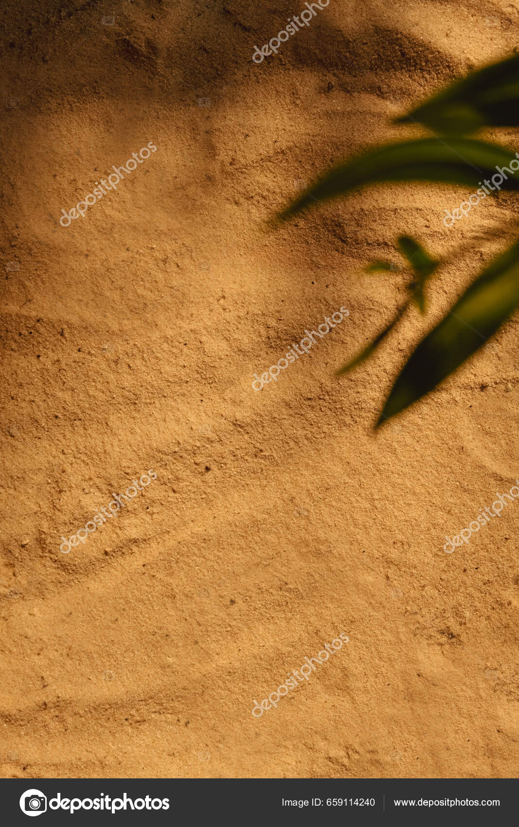 Sand Background Nature Composition Product Display Green Plant Leaves ...