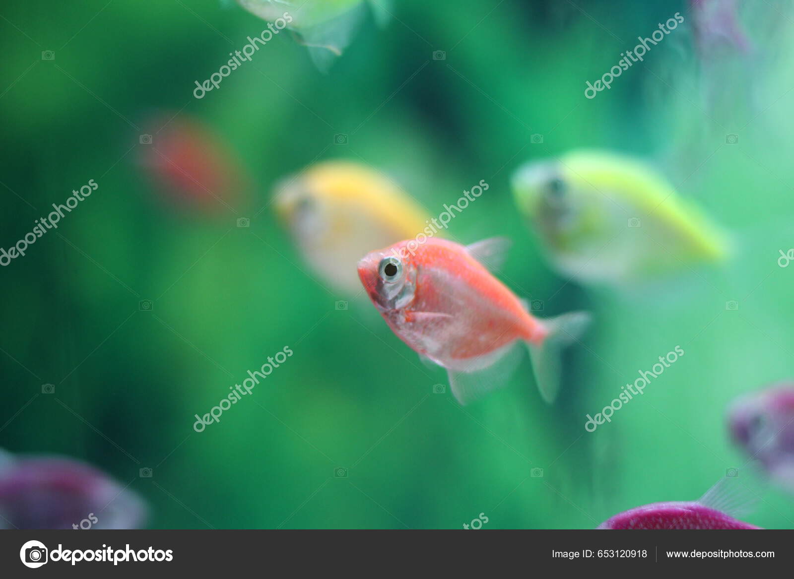 Colorful Electric Glofish Tetra Fluorescent Glofish Fish Tank — Stock ...