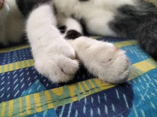 Thomas knows poopy toes images libres de droit, photos de Thomas knows ...