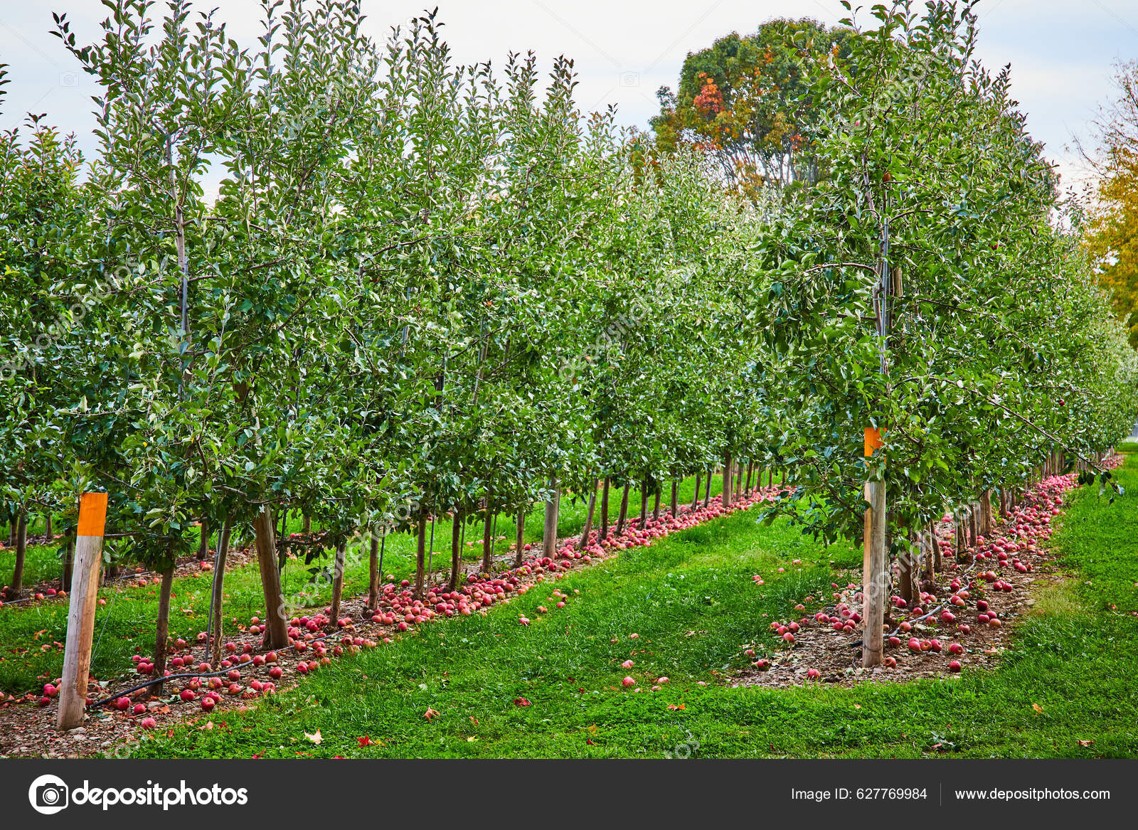 Apple Orchard Rows