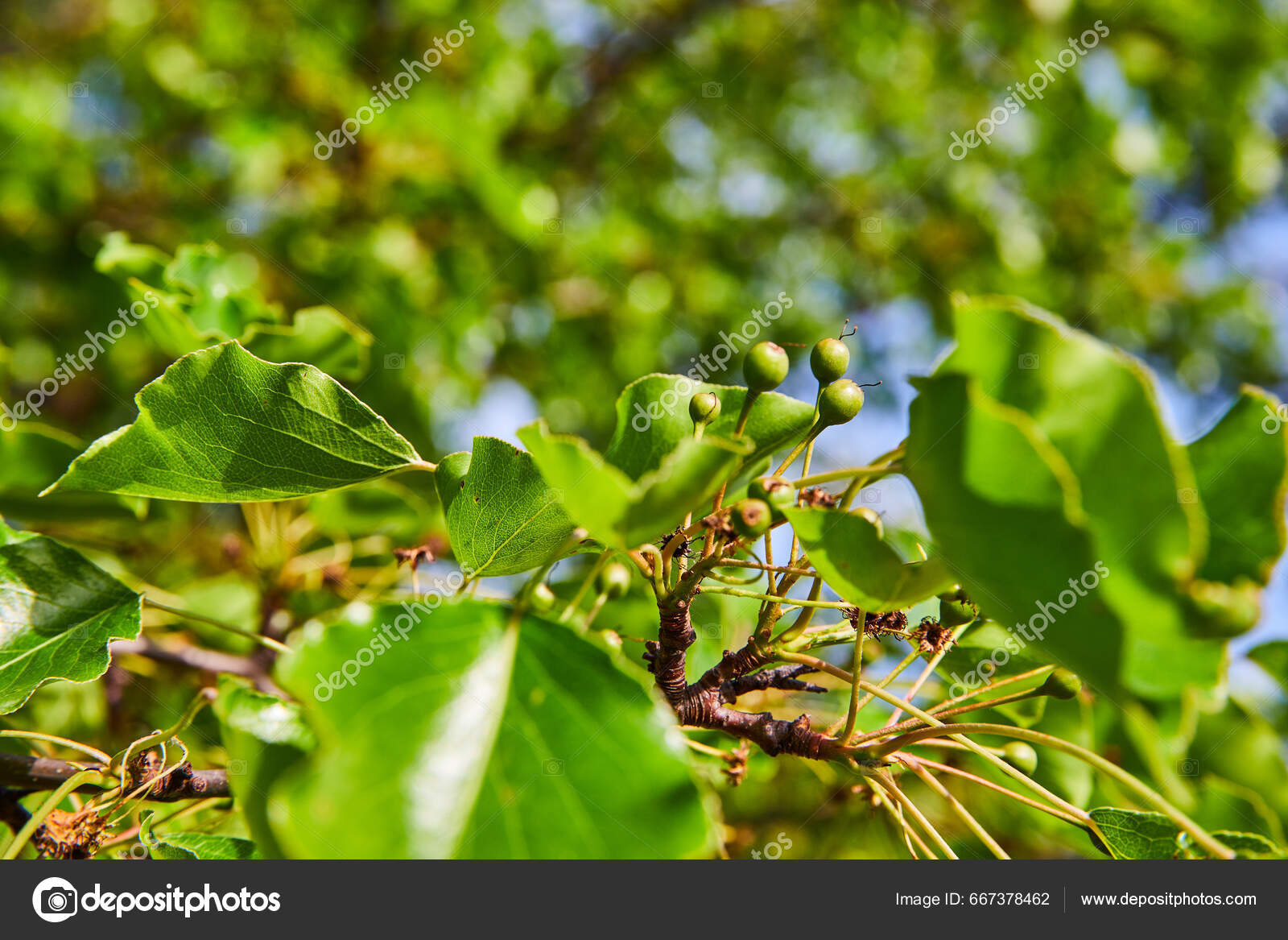 Image Small Budding Tree Plant Summer Spring Green Background Asset ...