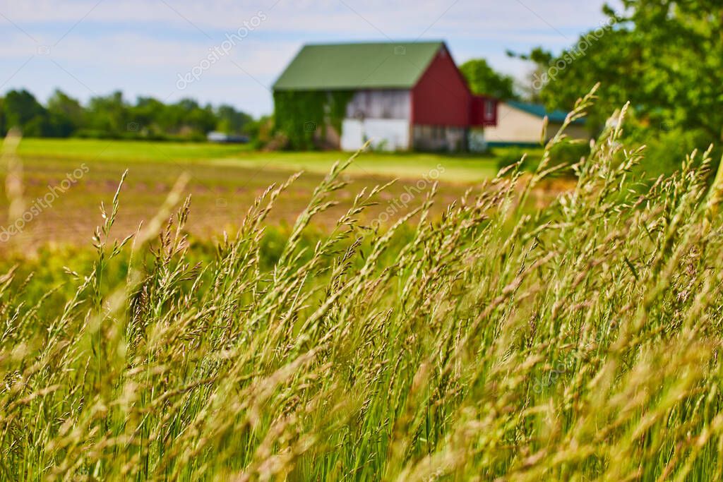 Imagen del cultivo de la granja de trigo verde creciendo bajo el sol ...
