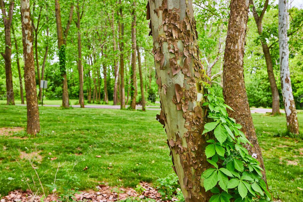 Imagen del tronco del árbol del abedul del río con Virginia Creeper vid ...