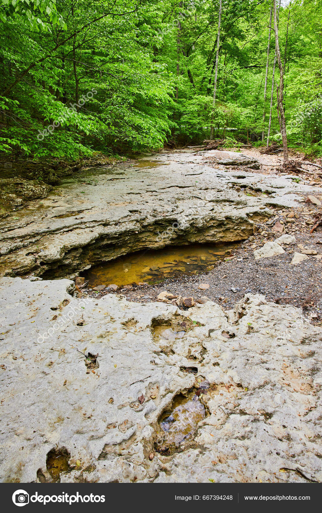 Image Exposed Limestone Riverbed Tiny Pool Water Lush Green Forest ...