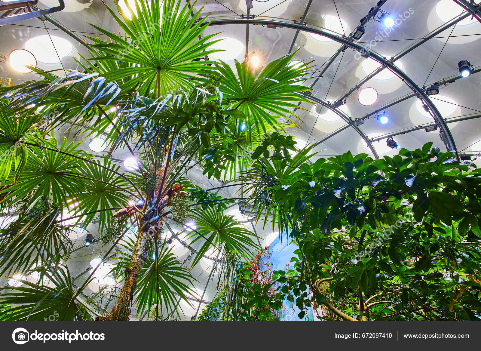 Tropical Rainforest Biome Trees
