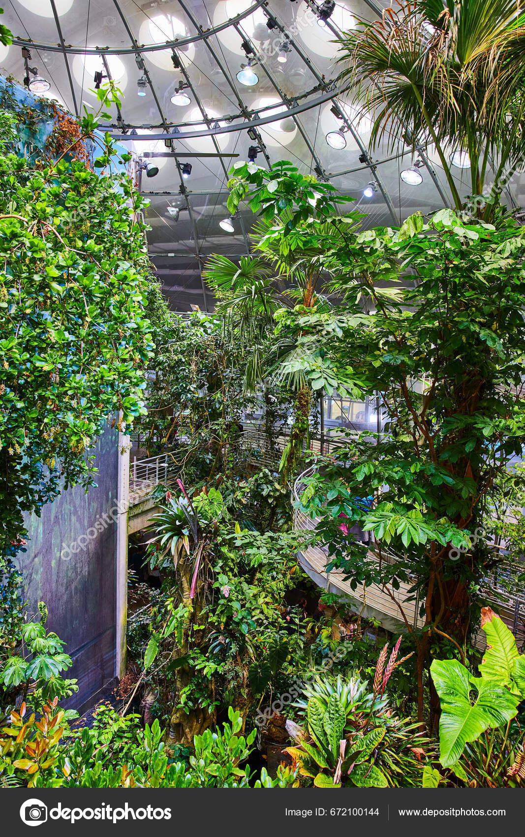 Tropical Rainforest Biome Trees