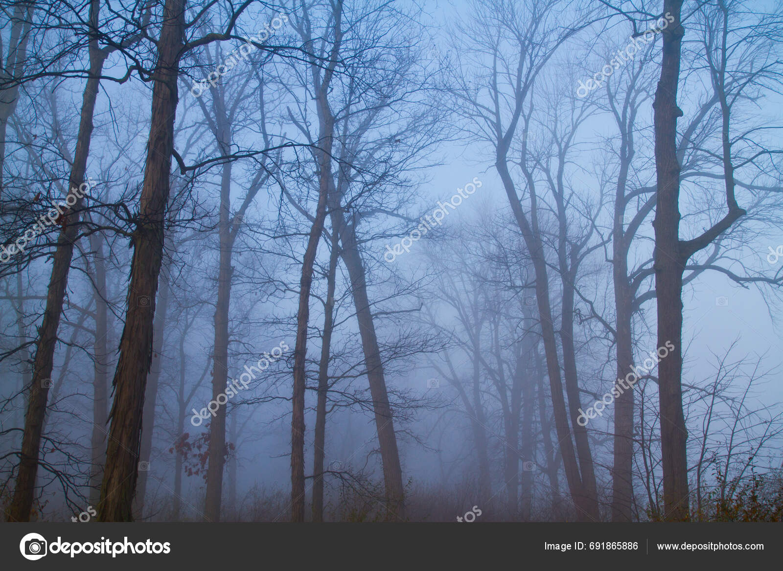 Serene Fog Enshrouded Forest Dawn Dusk Midwest Bare Intricate Trees ...