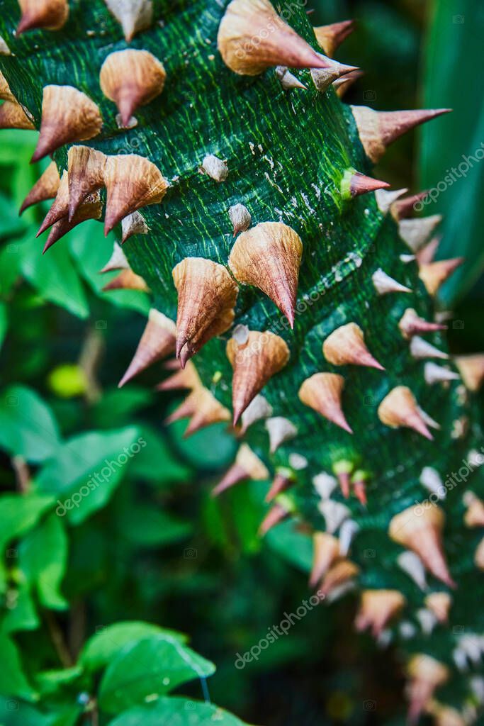 Primer plano de un espinoso árbol de seda en Matthaei Botanical Gardens ...