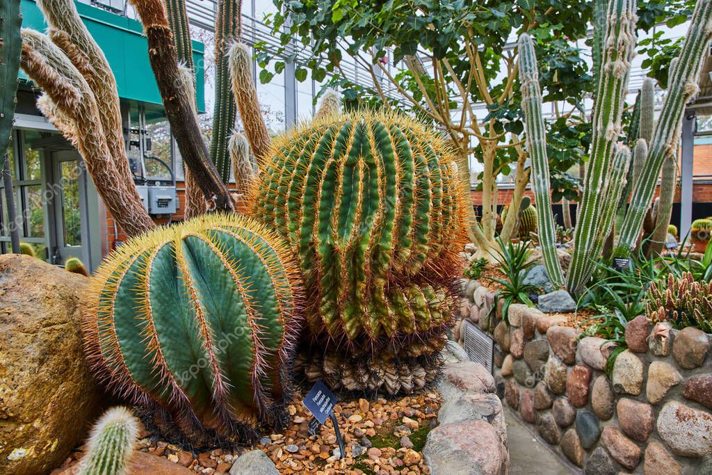 Exhibición vibrante del cactus en los jardines botánicos de Matthaei, Michigan, ilustrando la ...