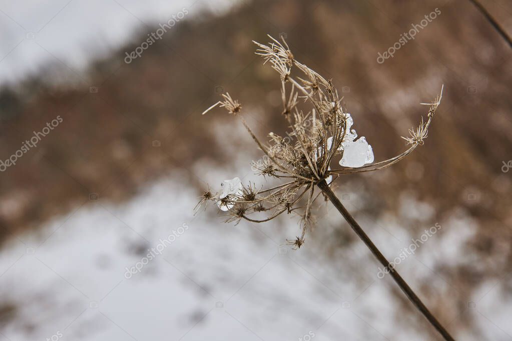 Winters Tranquil Touch on Dried Flora en Fort Wayne, Indiana - Una ...