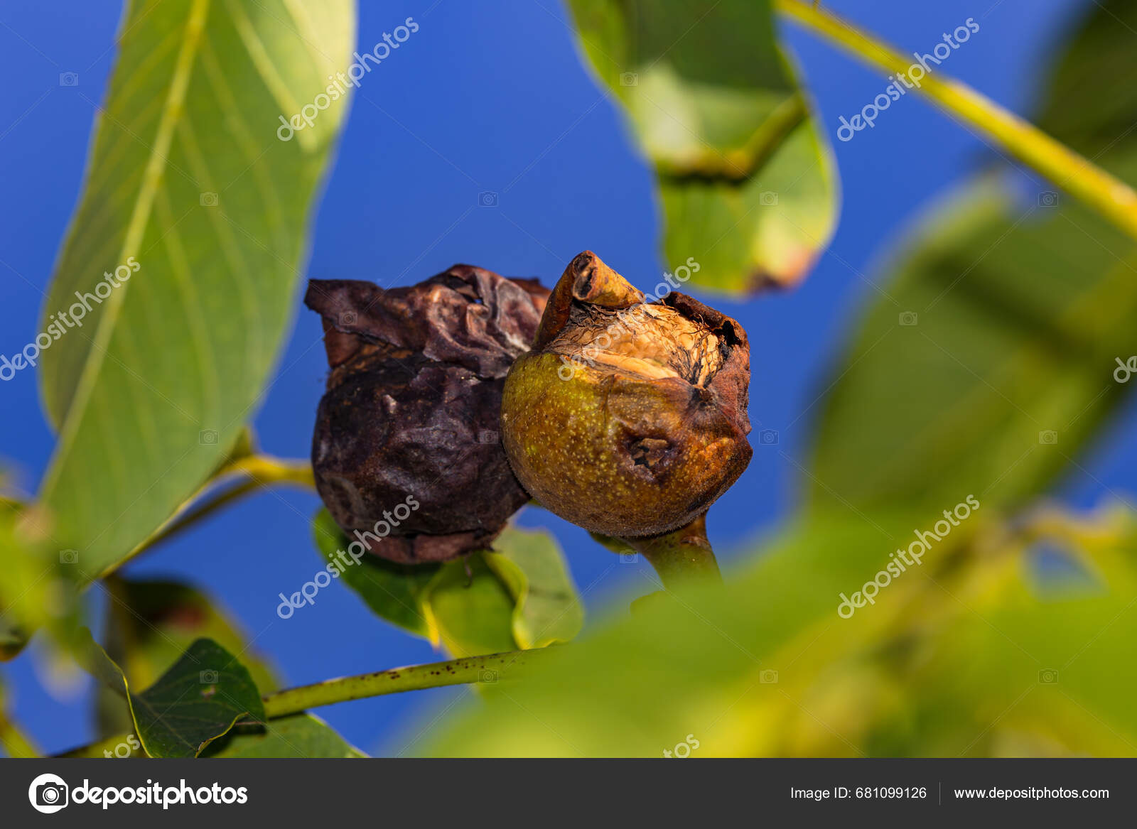 Fruit Shell Walnut Infested Pests Walnut Tree Harvesting Autumn Blue ...