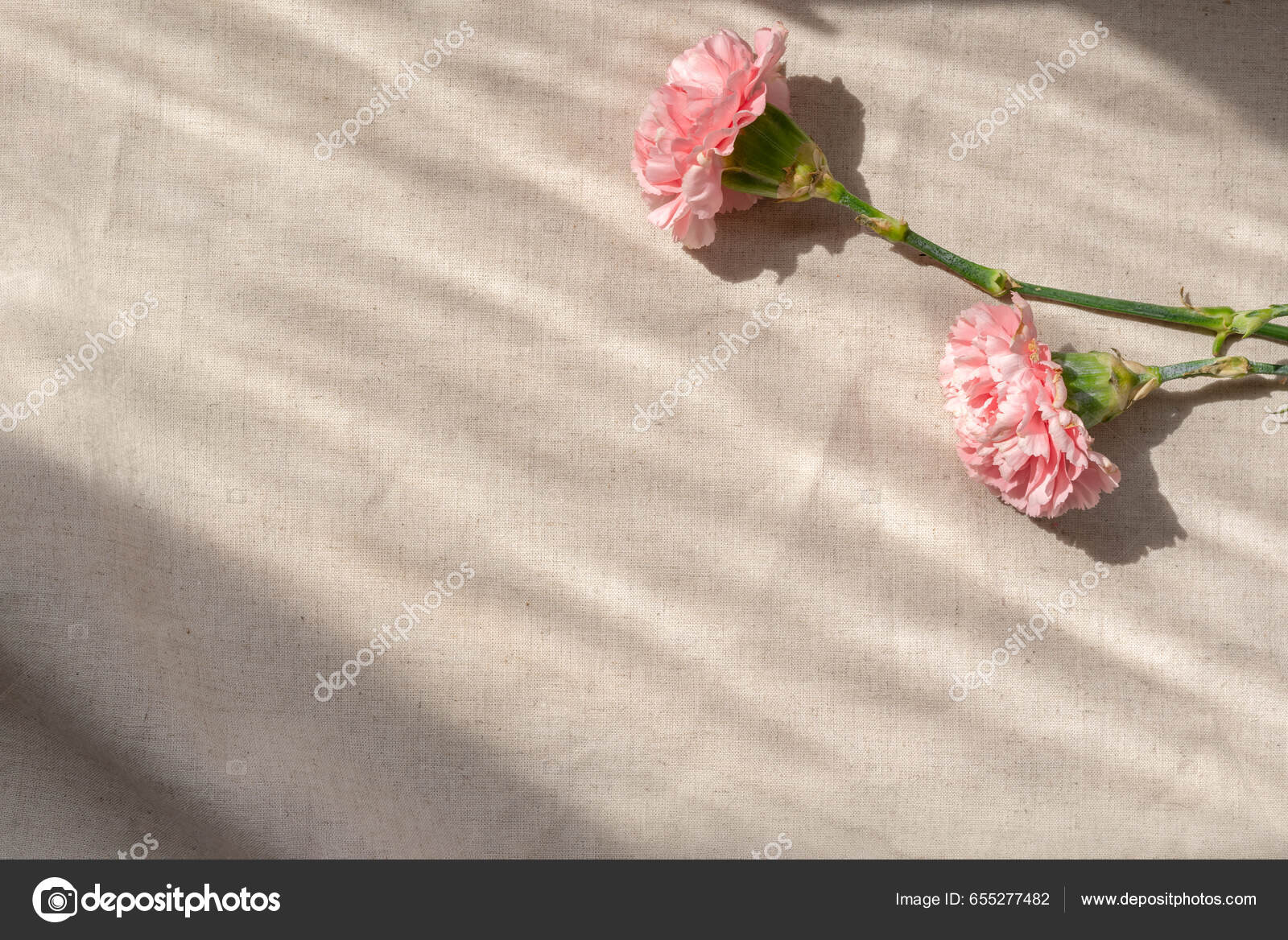 Aesthetic Floral Background Two Carnation Flowers Neutral Beige Linen ...