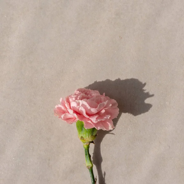 Aesthetic Floral Background Two Carnation Flowers Neutral Beige Linen ...