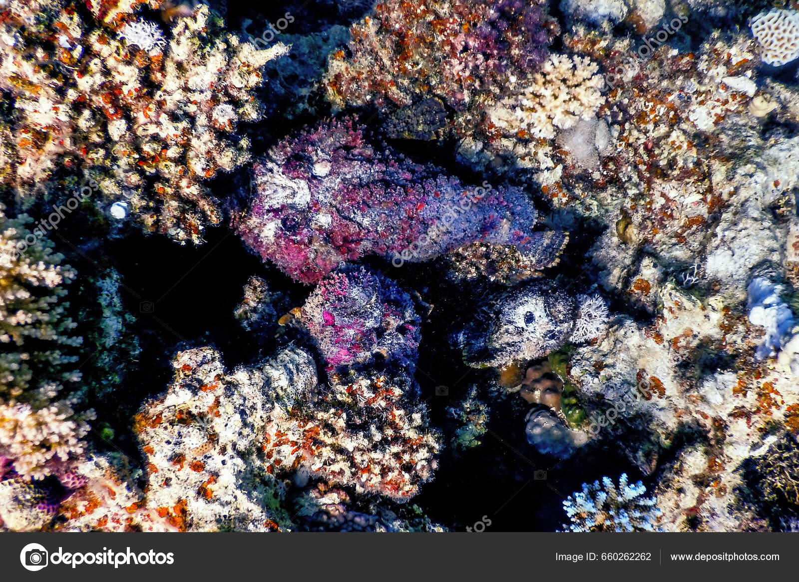 Reef Stonefish