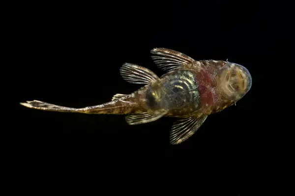 Cleaner fish Stock Photos, Royalty Free Cleaner fish Images | Depositphotos