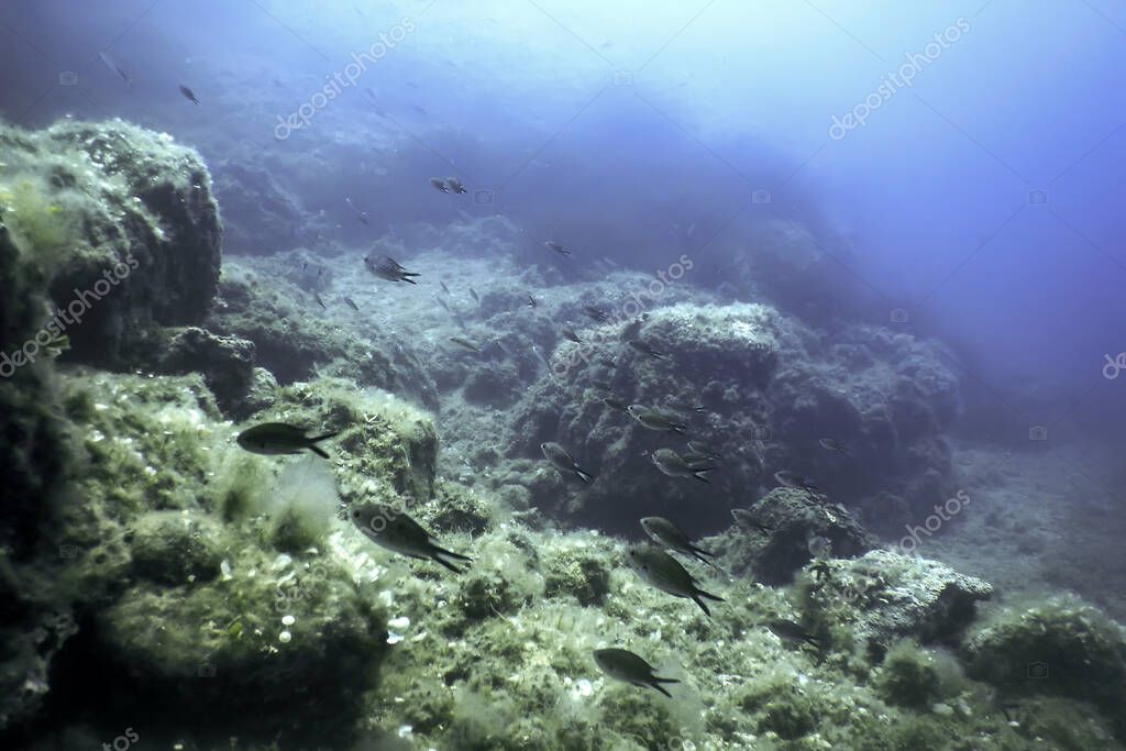 Rocas en el fondo del fondo del océano, Vida submarina 2024