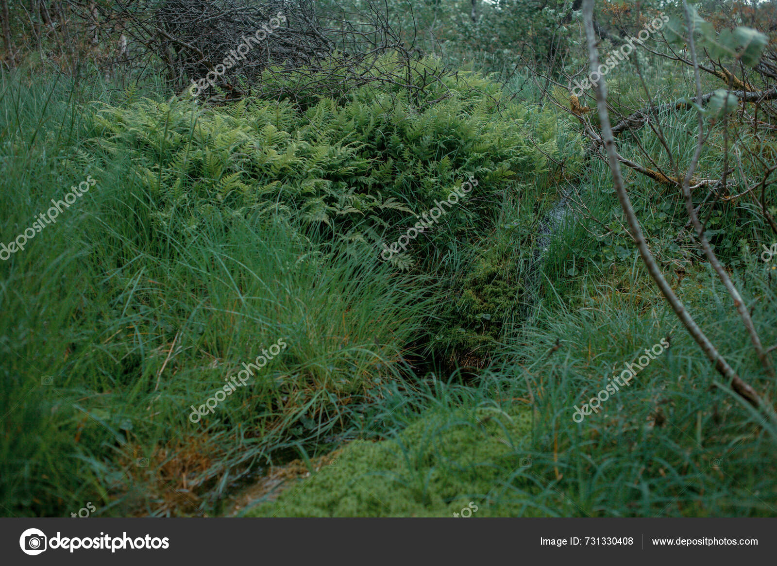 Close View Green Plants Moss Forest — Stock Photo © alin.s #731330408