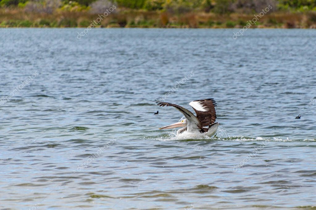 Rockingham, WA / Australia - 20 / 12 / 2019 Pelícanos en el lago ...
