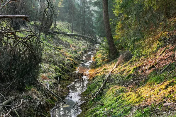 A small stream flowing in a deep ditch through a dense coniferous ...