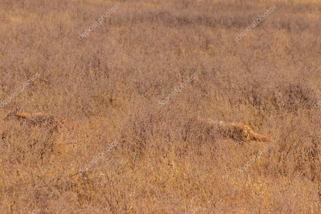 Dos chacales caminando en sabana seca en el Parque Nacional del cráter ...