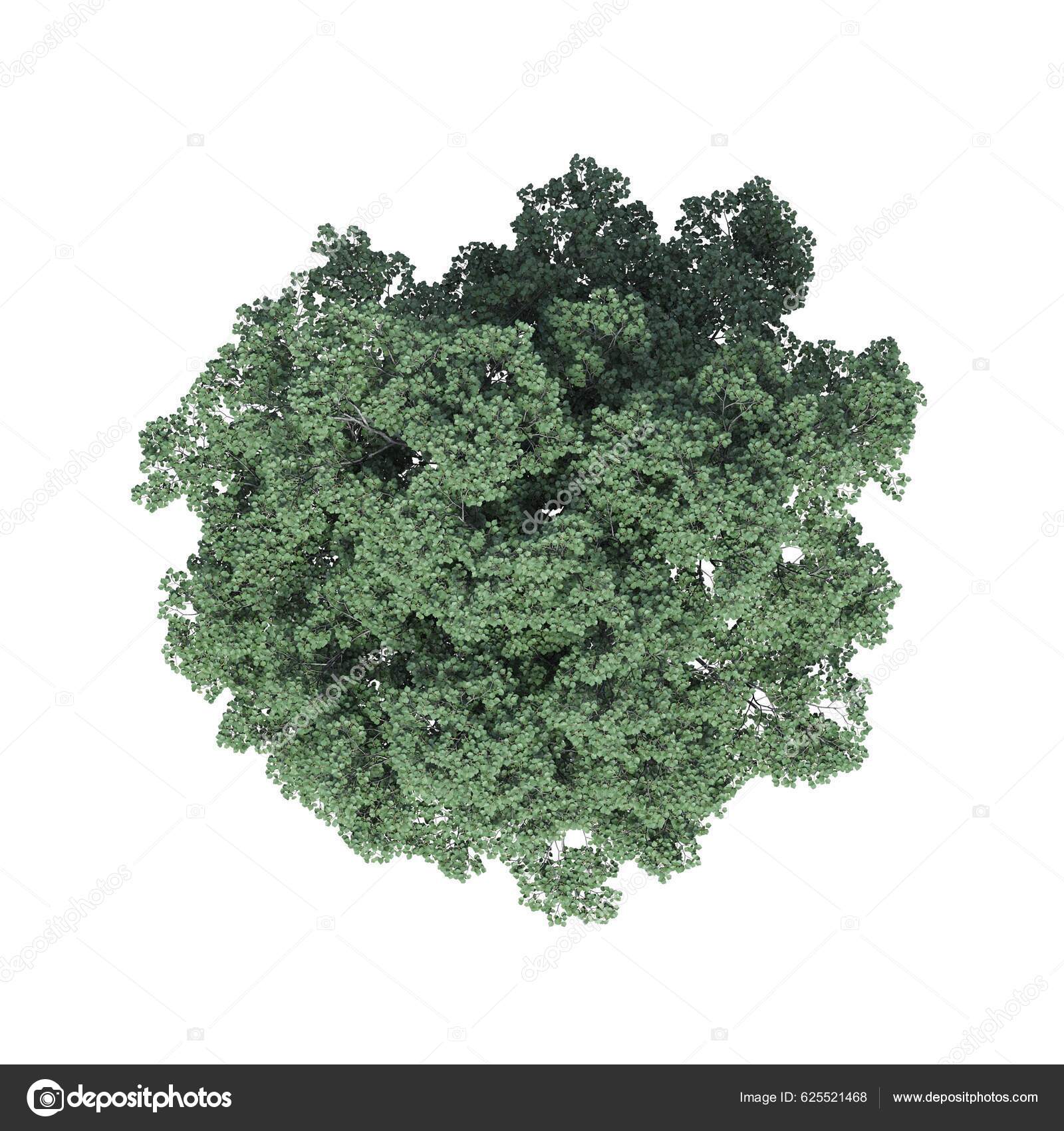 Tree Top View Isolated White Background Illustration Render — Stock ...