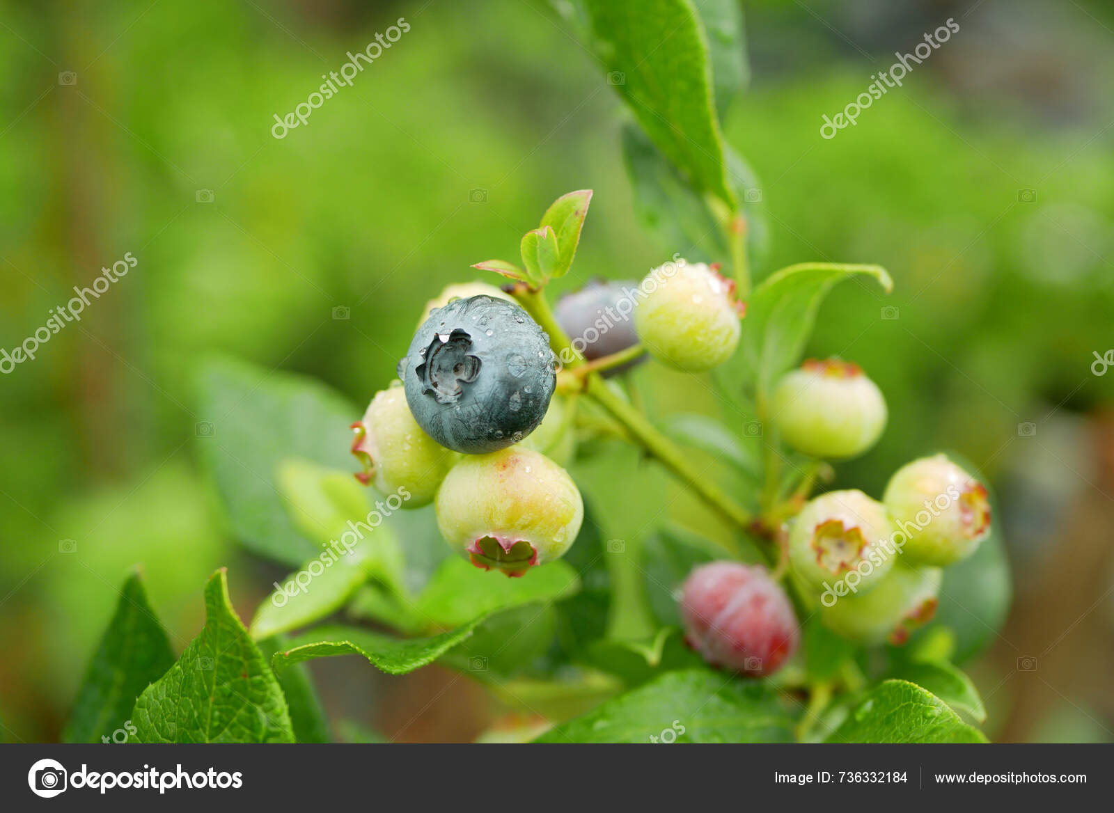 Northern Highbush Blueberry Vaccinium Corymbosum Close North American ...