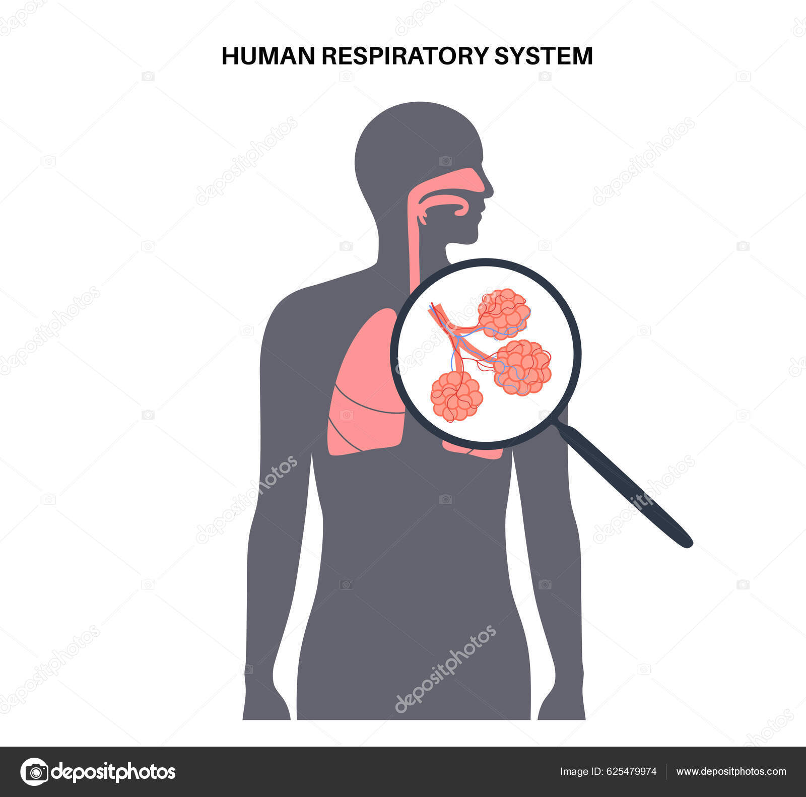 Diagrama Do Sistema Respiratorio Humano Alveolos