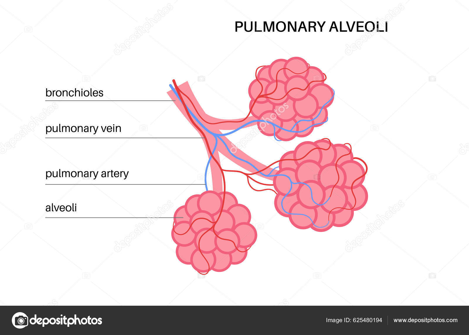 Alvéolos Pulmonares Final Los Bronquiolos Cartel Anatómico Del Sistema ...