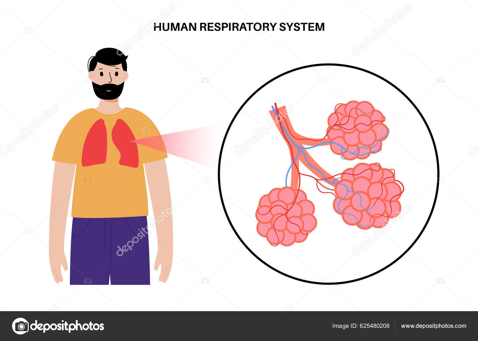 Diagrama Do Sistema Respiratorio Humano Alveolos