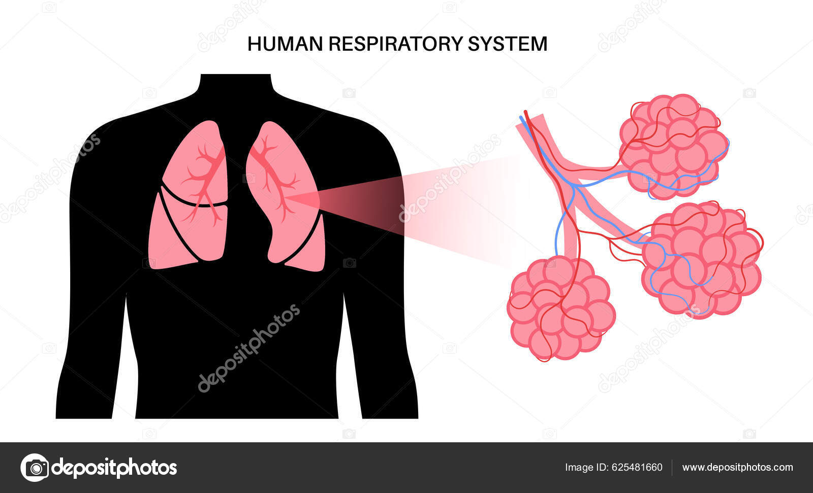 Diagrama Do Sistema Respiratorio Humano Alveolos