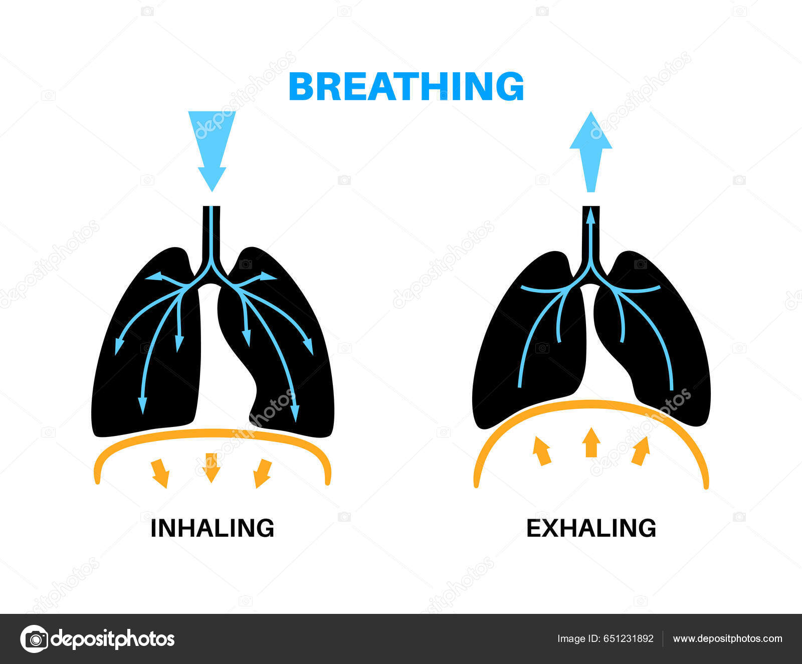 Breathing Process Concept Respiration System Scheme Diaphragm ...