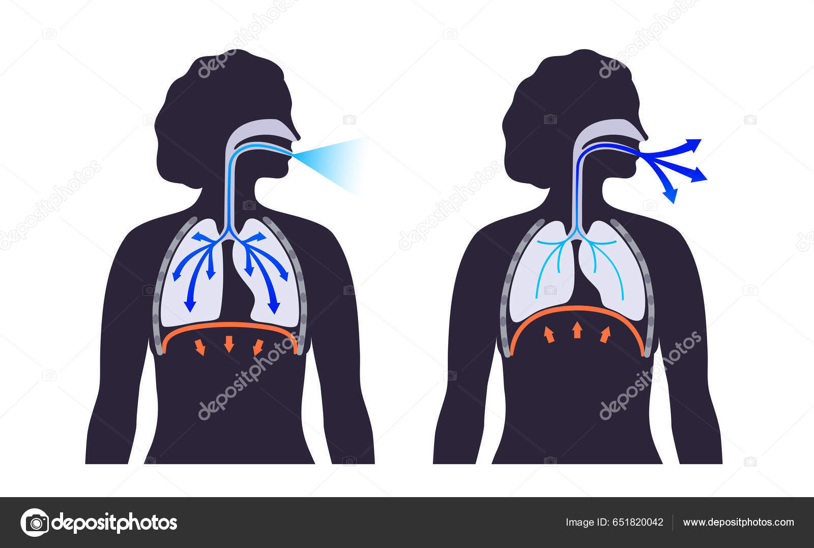 Breathing Process Concept Respiration System Scheme Diaphragm ...