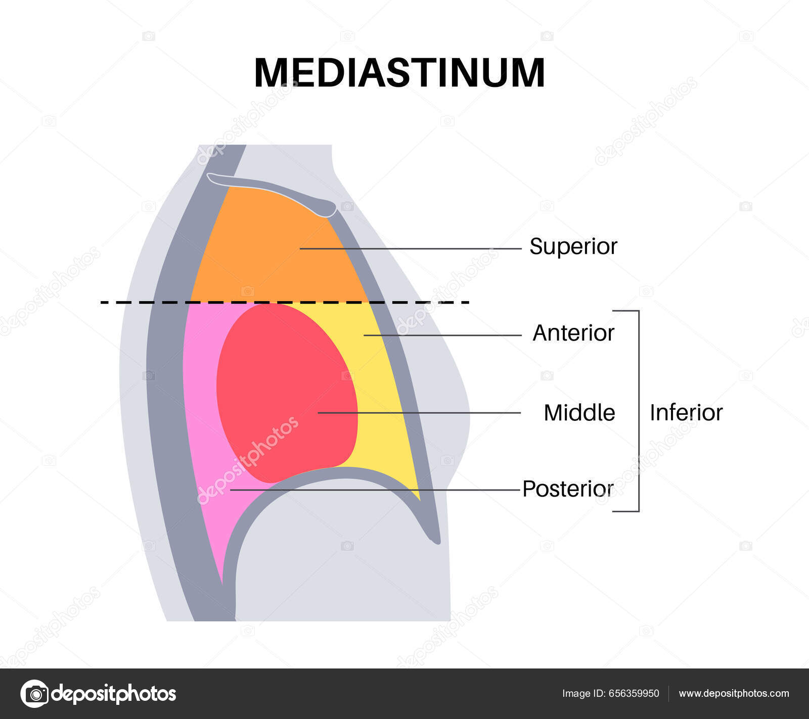 Mediastinum Anatomisk Affisch Utrymme Bröstet Som Innehåller Hjärta ...