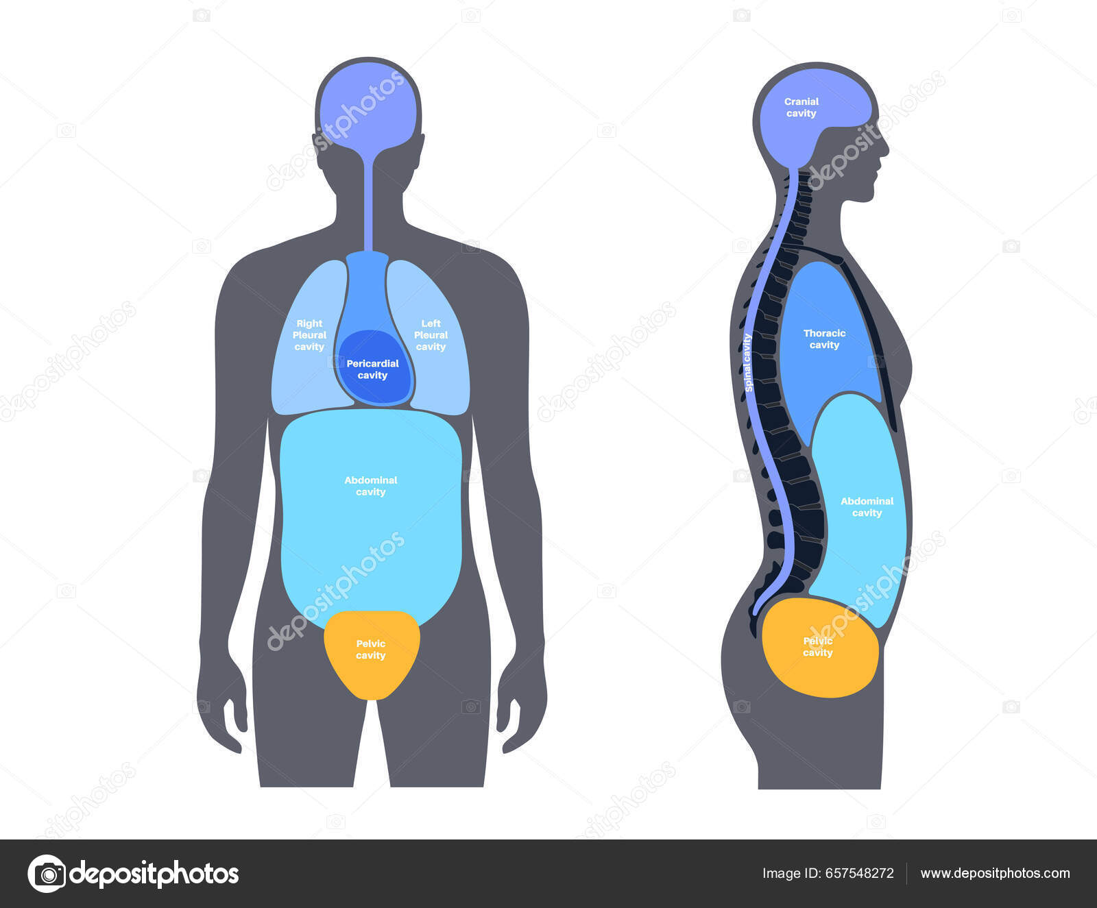Body Cavities Anatomy
