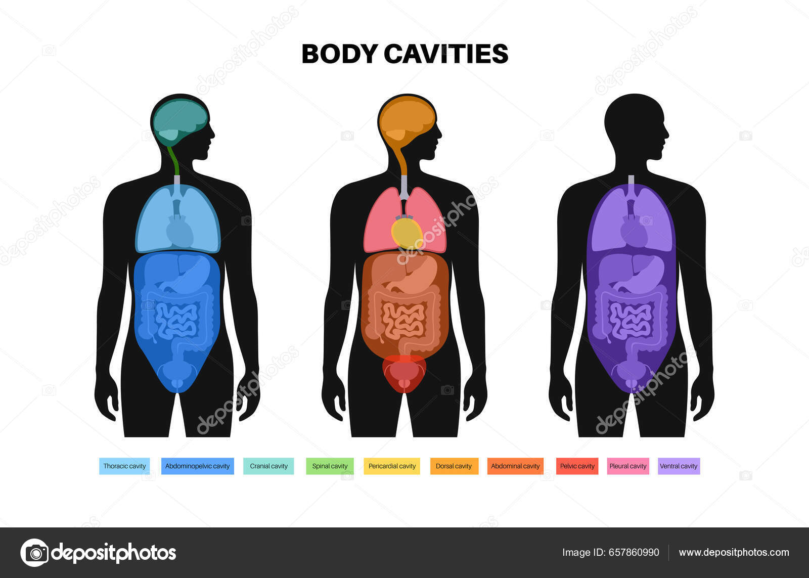 Body Cavities Anatomical Poster Spaces Male Human Silhouette Internal ...
