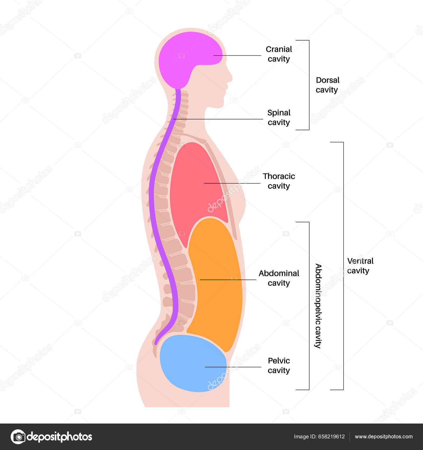 Anatomía Cavidades Corporales
