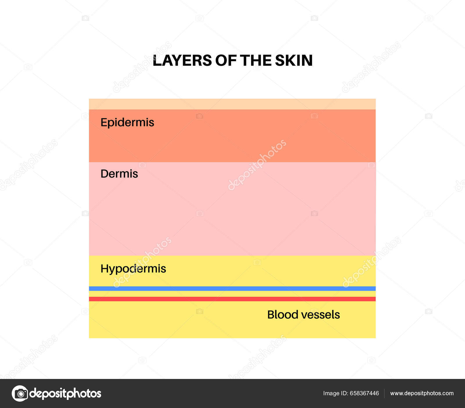 Diagram Över Mänskliga Hudlager Epidermis Dermis Och Hypodermis ...