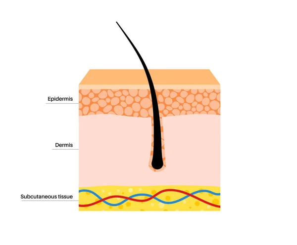 Estrutura cabelo fotos de stock, imágenes de Estrutura cabelo sin ...