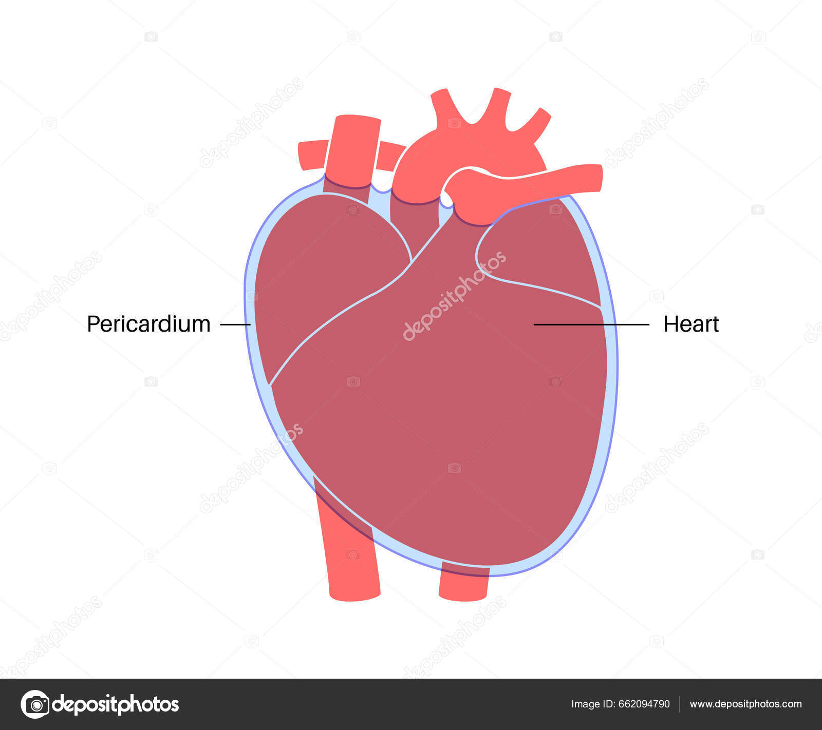 Hartwand Anatomie Endocardium Myocardium Epicardium Schema Pericardiale ...