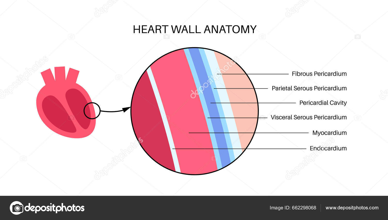 Diagrama Da Cavidade Pericardica
