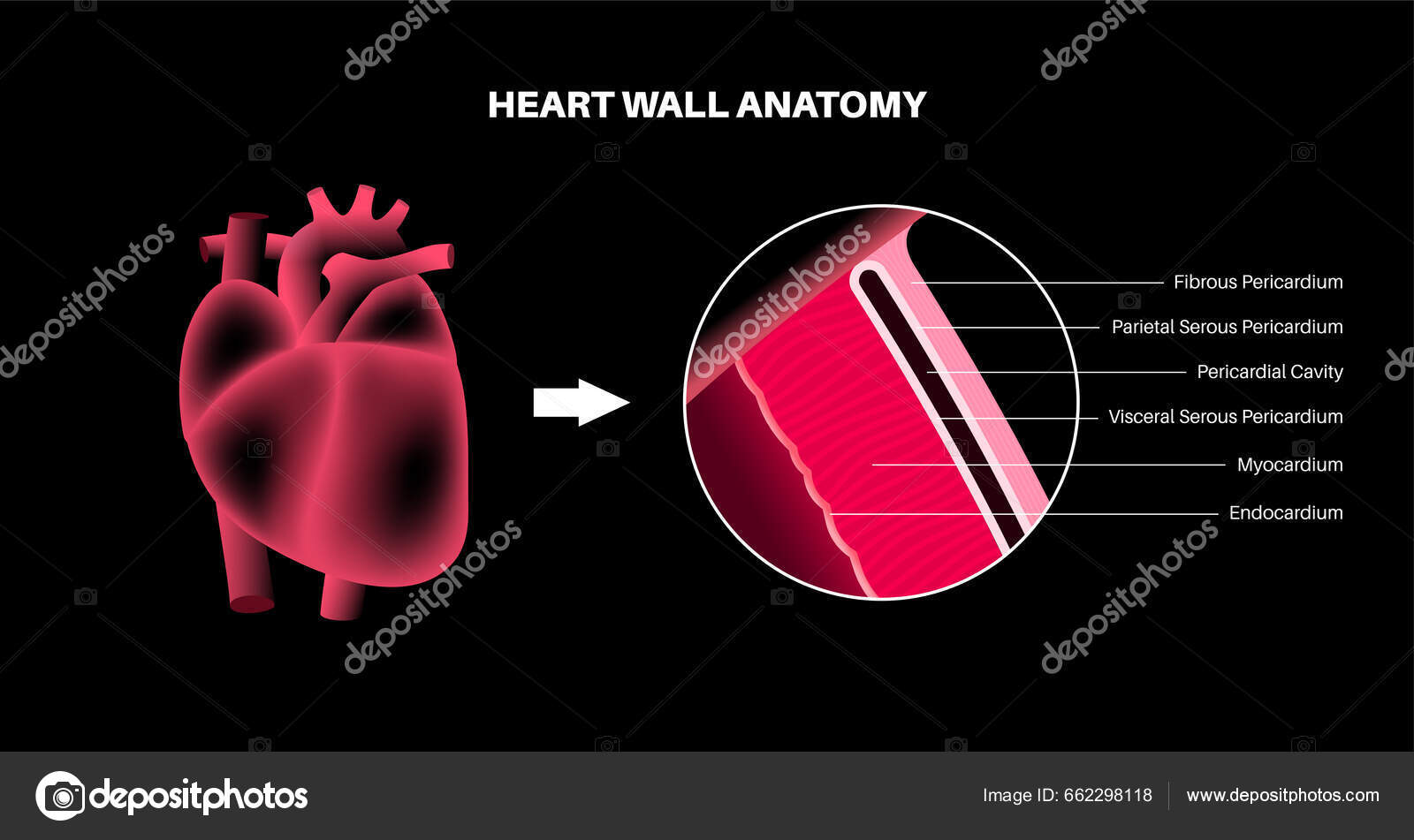 Anatomía Pared Cardíaca Esquema Endocardio Miocardio Epicardio Cartel ...