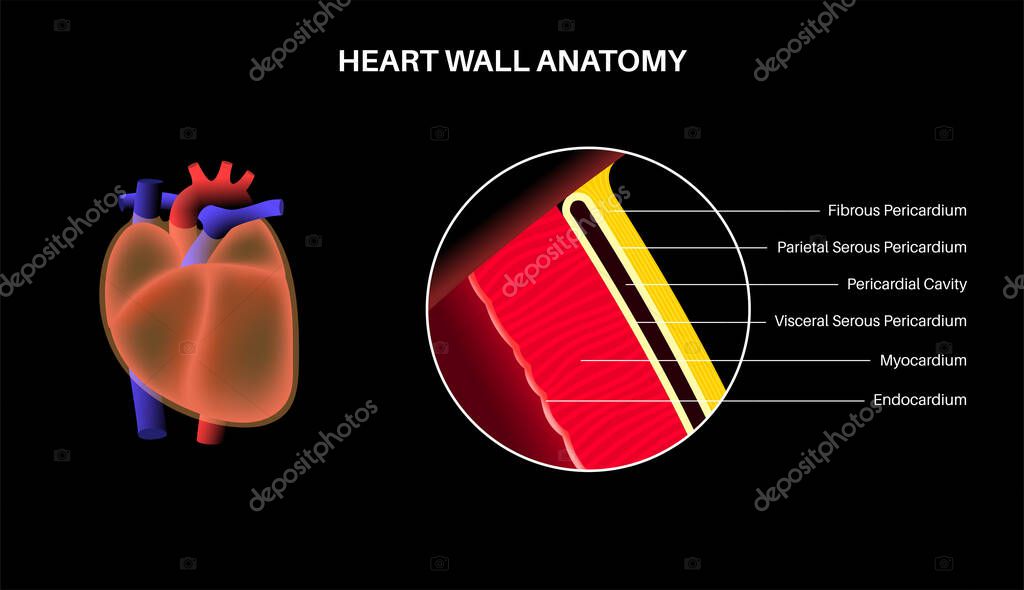 Anatomía de la pared cardíaca. Esquema de endocardio, miocardio y epicardio. Cartel anatómico de ...