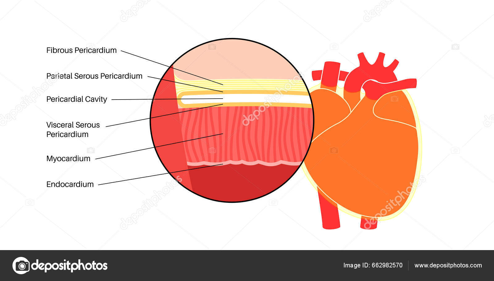 Anatomia Parede Cardíaca Esquema Endocárdio Miocárdio Epicárdio ...